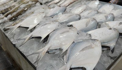 Kuwait fish sales hit 788 tons in the first half year, average price up ...