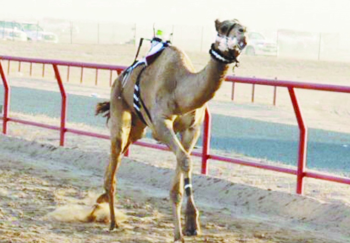 Kuwait Camel Racing Club launches season with exciting opening race ...