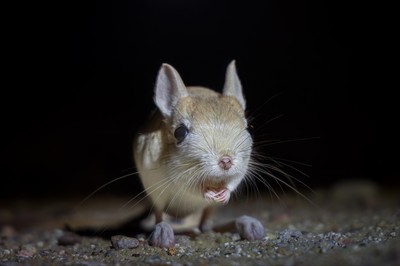 Jumping jerboa: A unique desert creature thriving in Kuwait’s arid ...