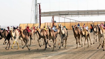 Kuwait's annual International Camel Racing Championship kicks off ...