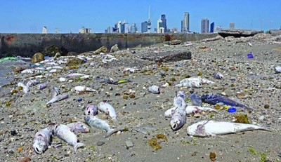 What scientists found in Kuwaiti waters is a game-changer for marine ...