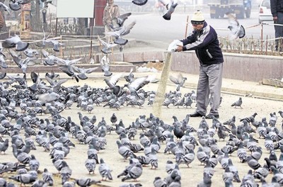 Now, Throwing Food In Public To Feed Birds Or Animals Can Cost You KD ...