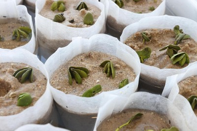 Kuwait launches mangrove project to protect coasts and biodiversity ...