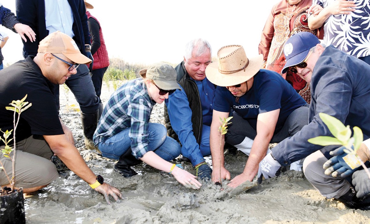 Kuwait plants 300 mangrove seedlings as part of coastal restoration ...