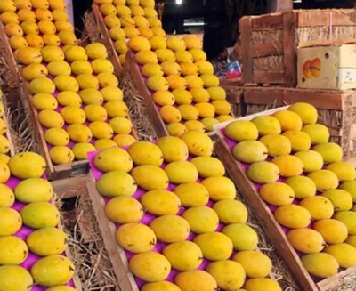 Japan Halts Indian Mango Imports Over Fumigation Compliance Issues ...