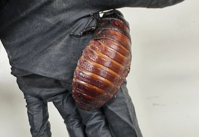 Man Arrested in Australia With 100,000 Illegal Cockroaches in Major ...