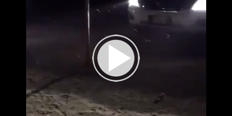 Snowfall in Jahra Kuwait | arabtimes