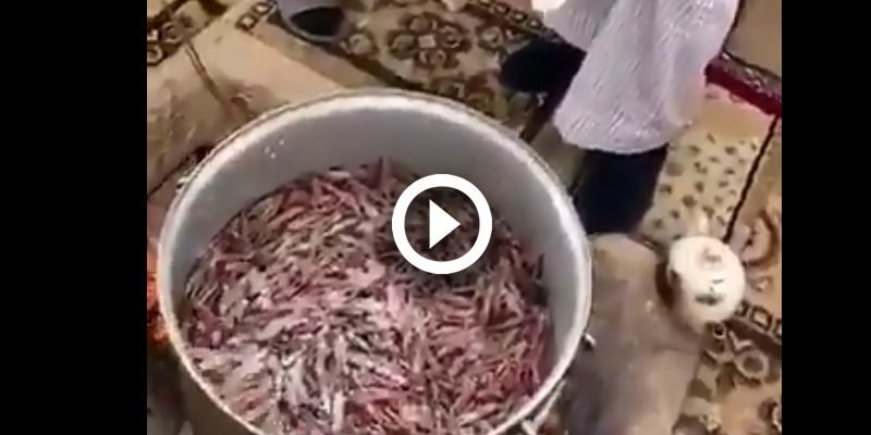 People eating locust | arabtimes