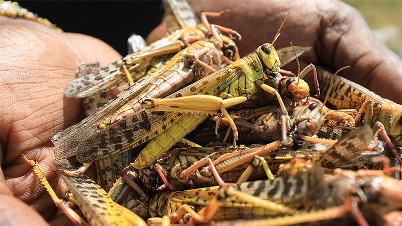 ‘Locusts do not transmit corona virus to humans’ | arabtimes