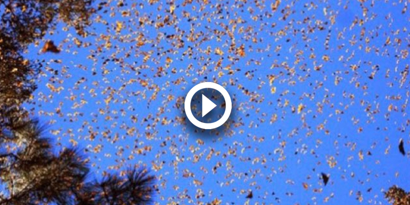 Locusts invade areas in Saudi Arabia and Yemen - Likely to threaten ...