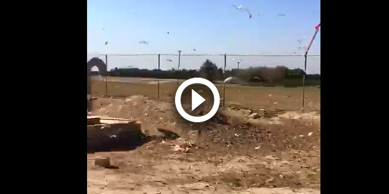 Locust swarms witnessed in Abdali farms | arabtimes