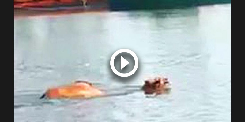 Camel falls off ship | arabtimes