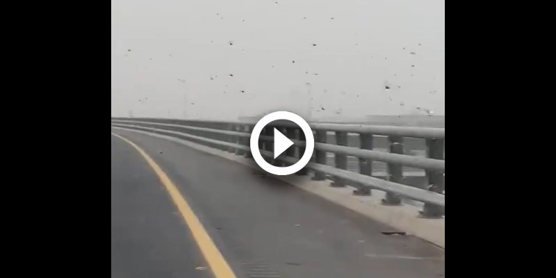 Swarms of Locusts spotted in Kuwait | arabtimes