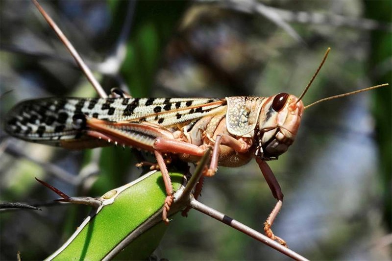 PAAAFR monitors movement of locusts in north, south regions | arabtimes