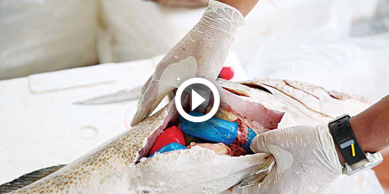 Drugs smuggled in imported fish | arabtimes