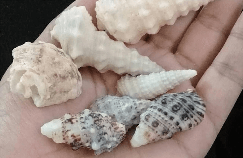Fine of KD 250 for collecting seashells and snails from coastal areas of Kuwait | arabtimes