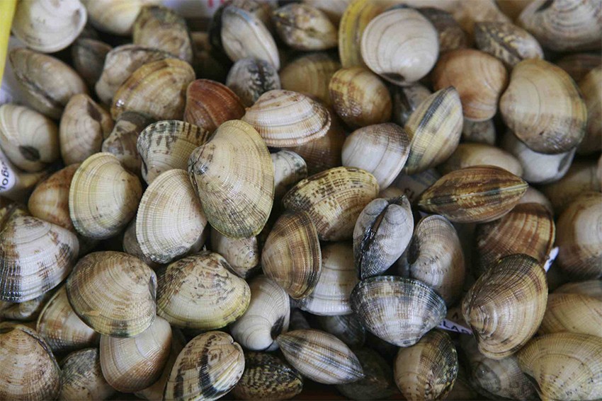 EPA issues violations against shellfish collectors | arabtimes
