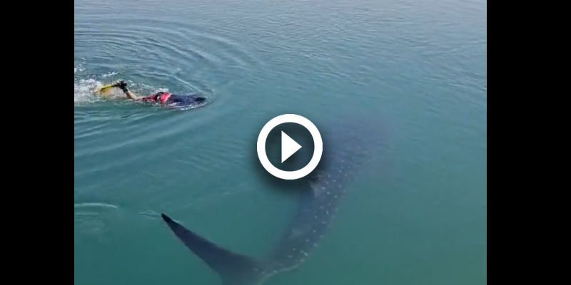 Shark seen on Kuwait beach harmless | arabtimes