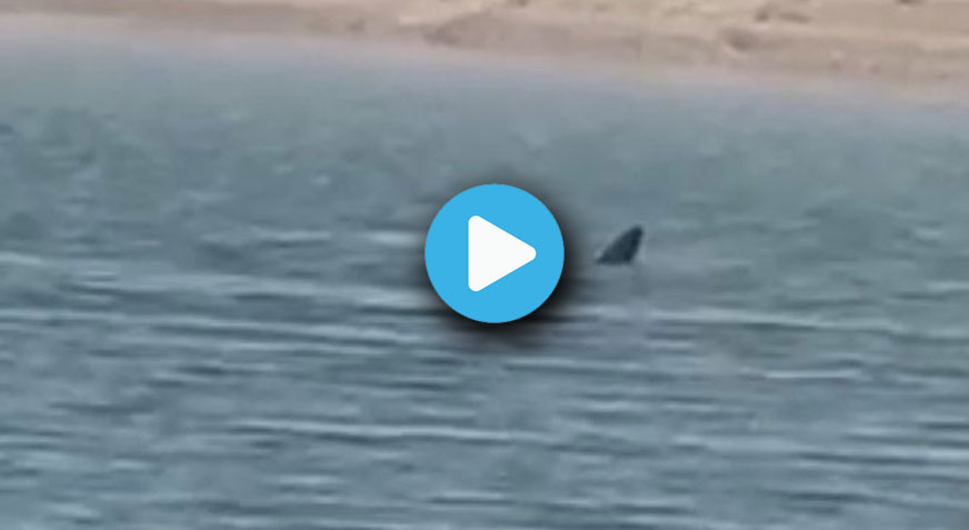 Large shark in Kuwait waters, beachgoers warned | arabtimes