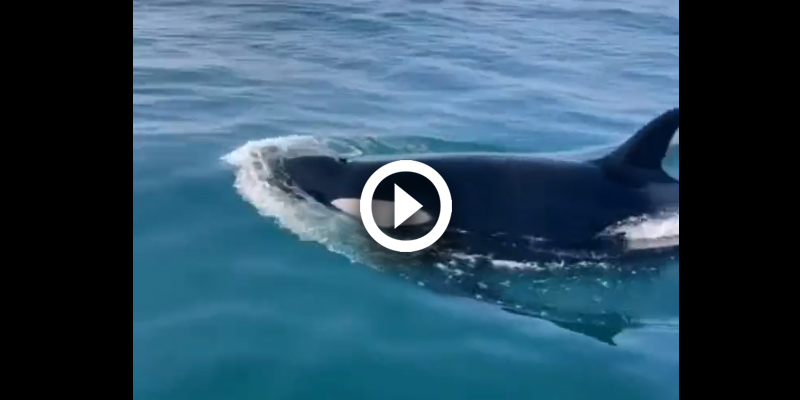 Two whales spotted near the island of Qaruh | arabtimes