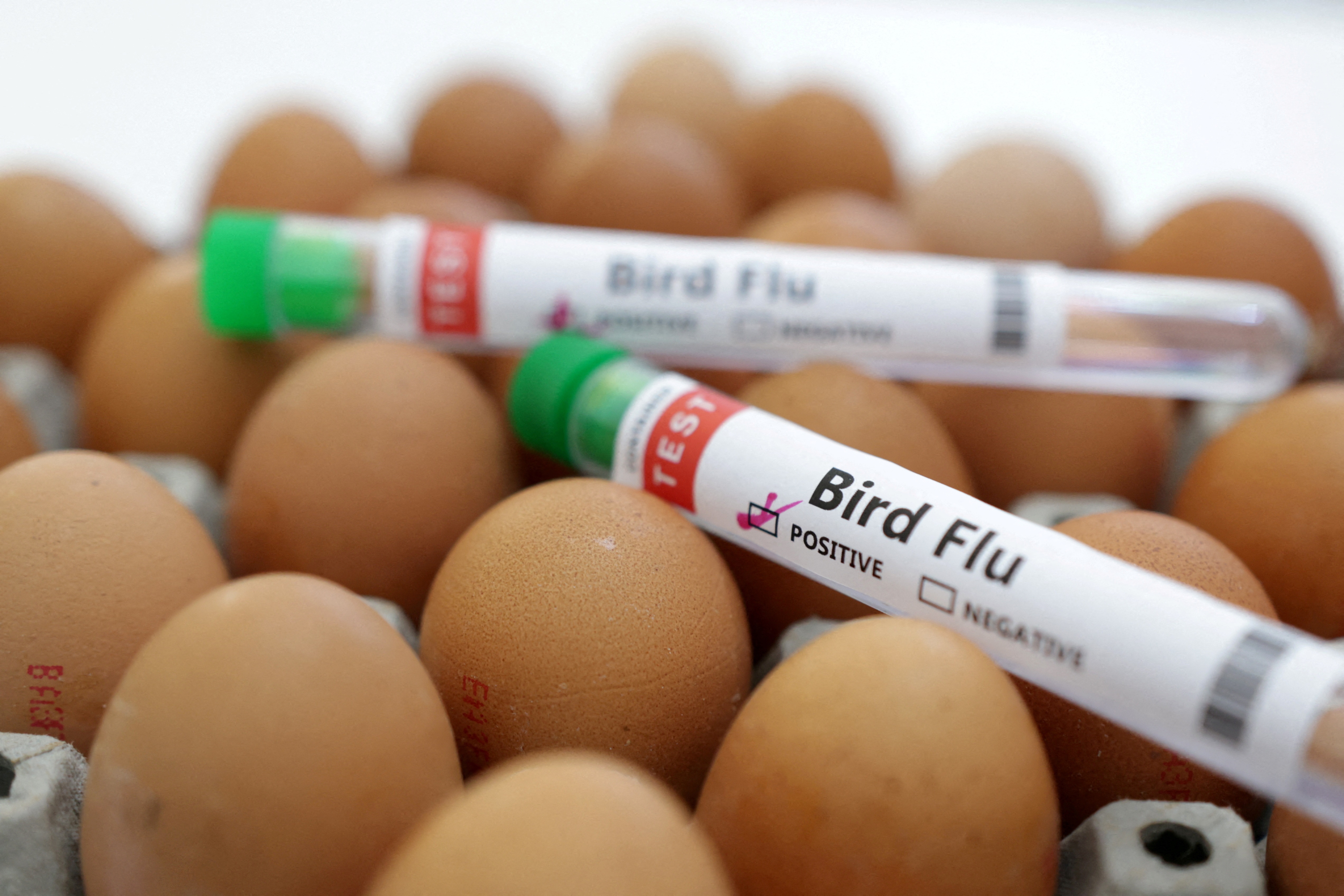 Bird flu pandemic possible, human immune system unprepared: EU warning ...