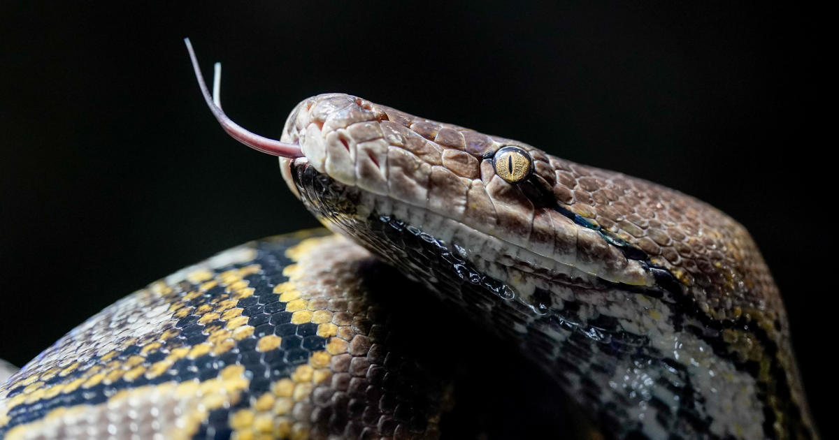 Another woman swallowed whole by a python in Indonesia | arabtimes