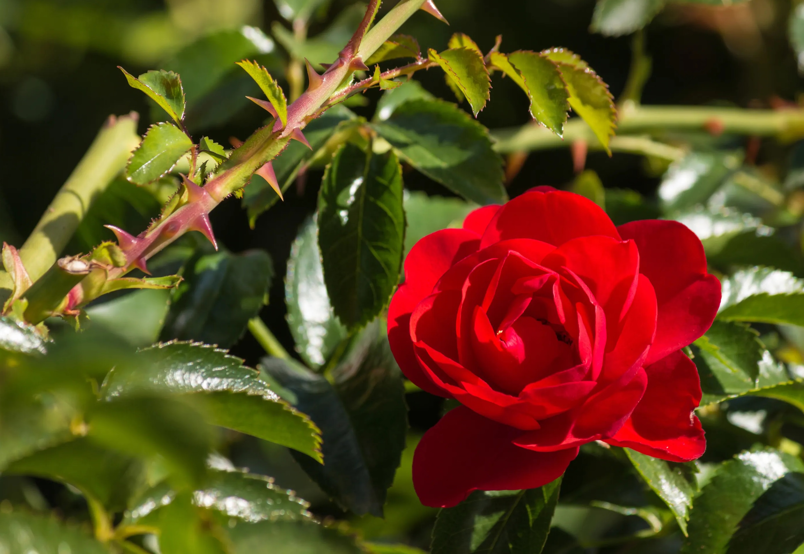Roses’ thorny past revealed: Scientists solve 400-million-year-old ... Roses’ thorny past revealed: Scientists solve 400-million-year-old ...
